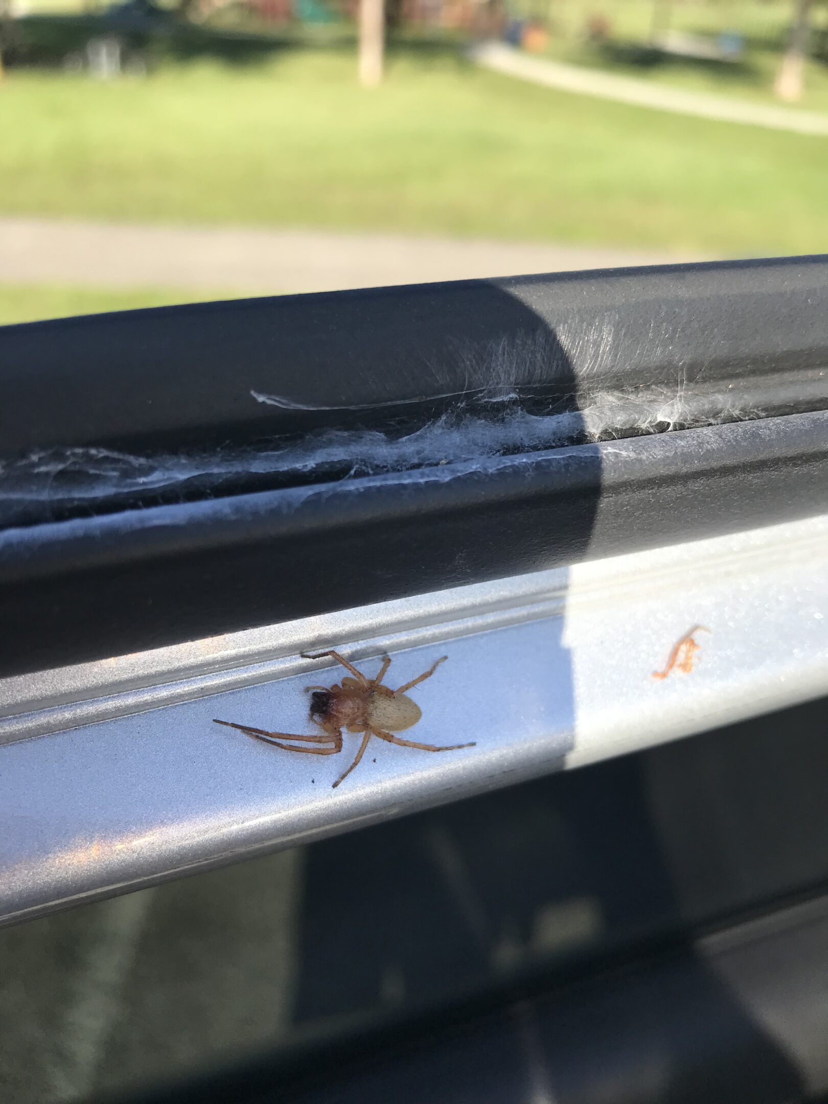 Hibana - Ghost Spider - USA Spiders