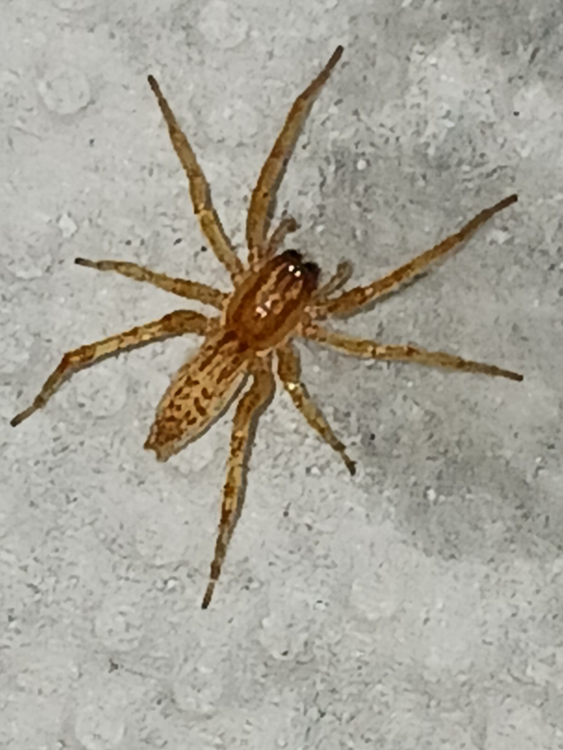 Hibana - Ghost Spider - USA Spiders