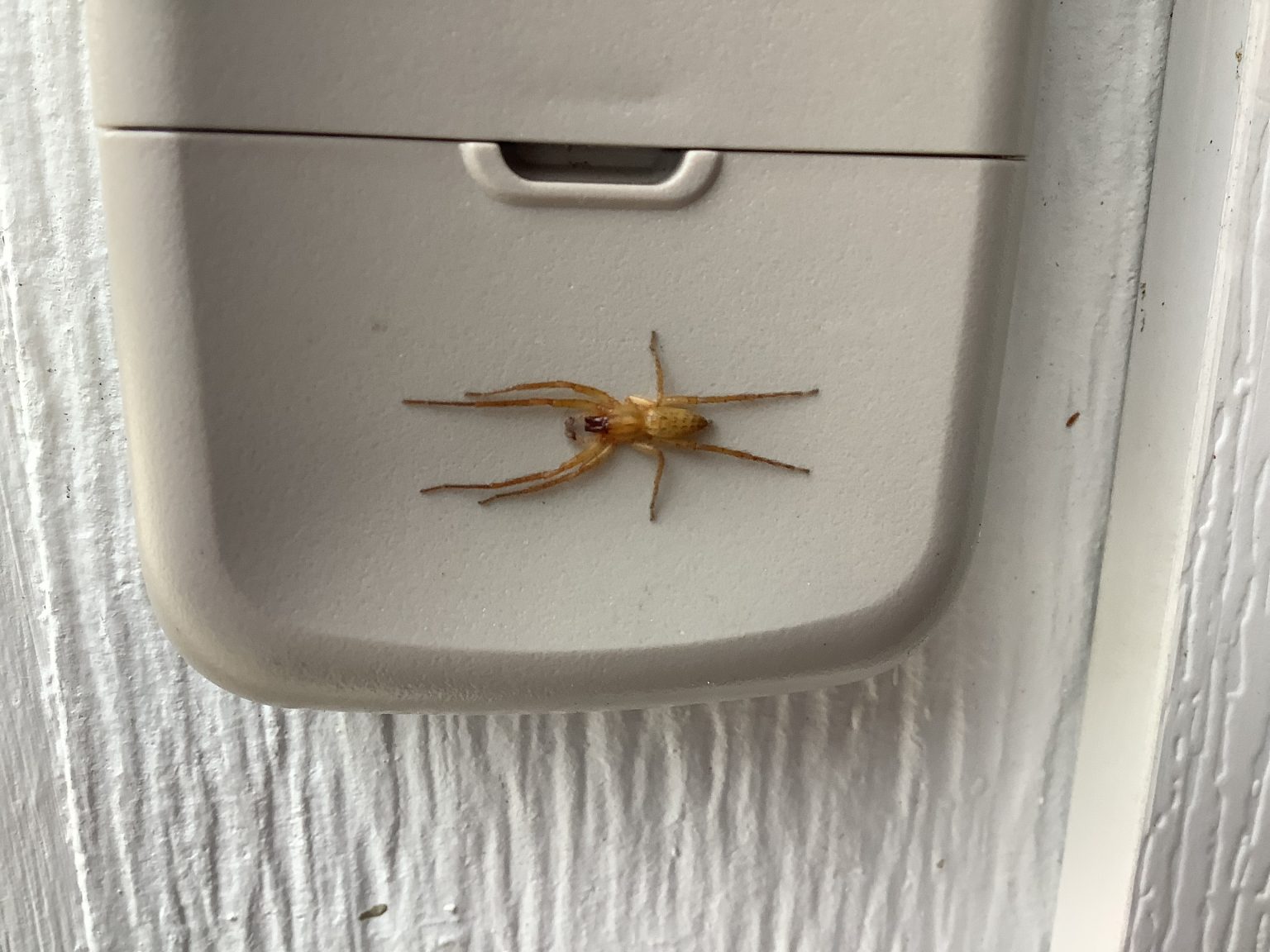 Hibana - Ghost Spider - USA Spiders