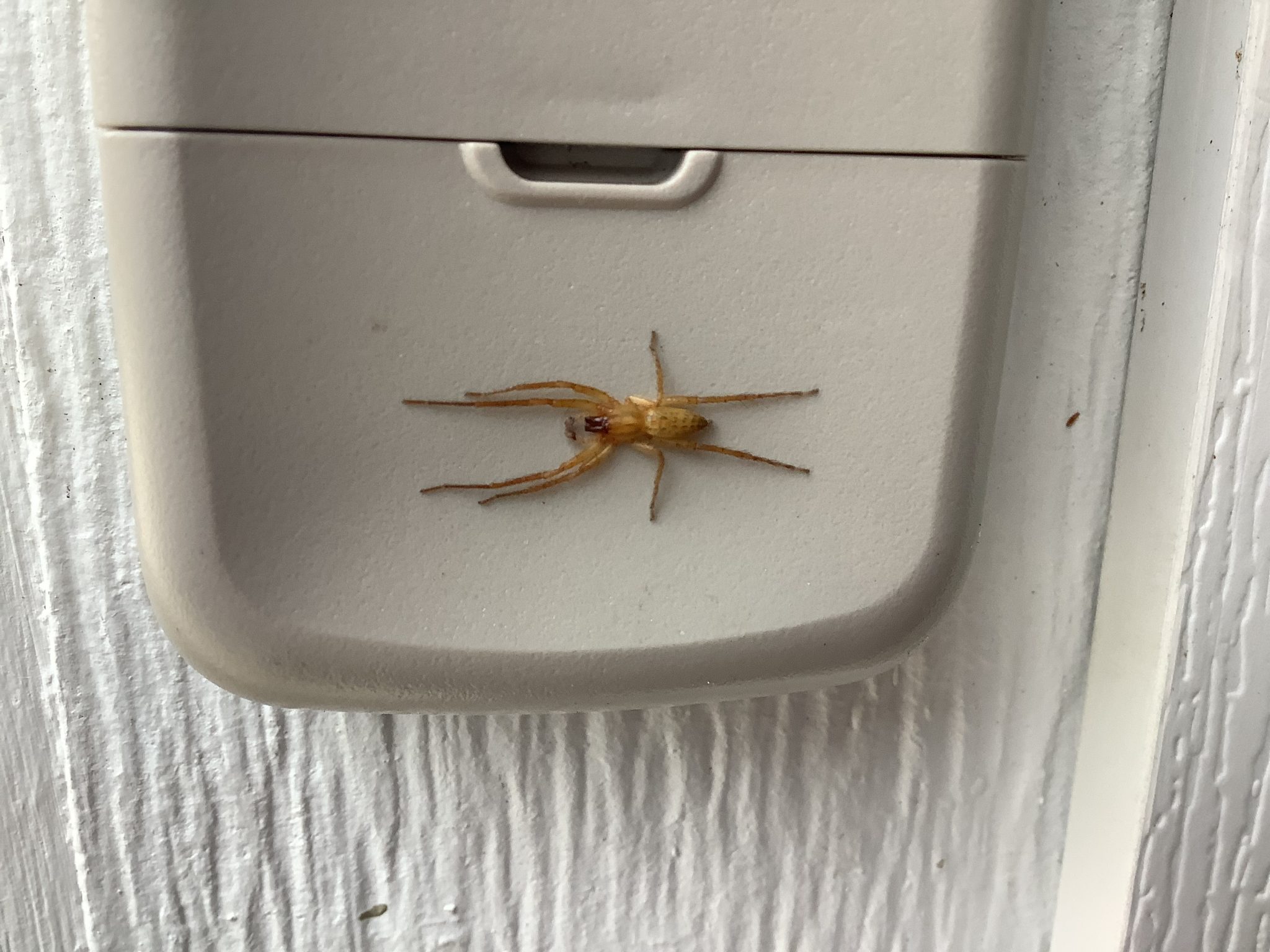 Hibana - Ghost Spider - USA Spiders