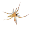 Hibana - Ghost Spider - USA Spiders