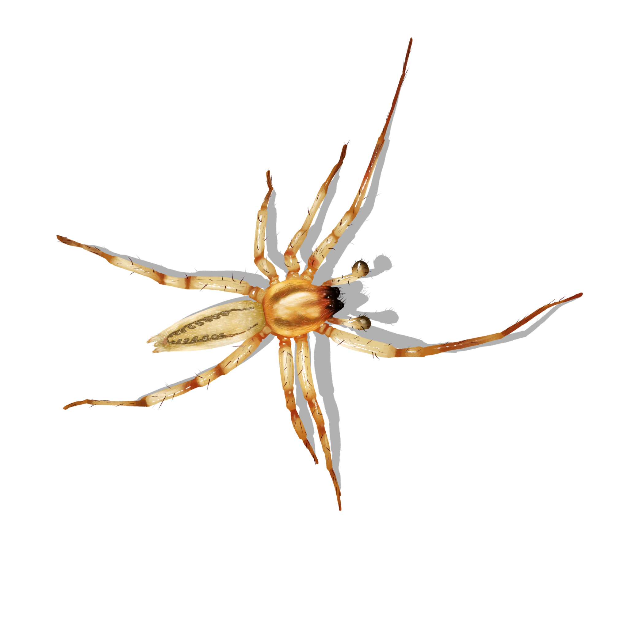 Spiders in Michigan - USA Spiders