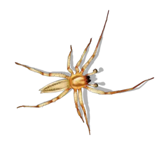 Spiders in Nebraska - USA Spiders