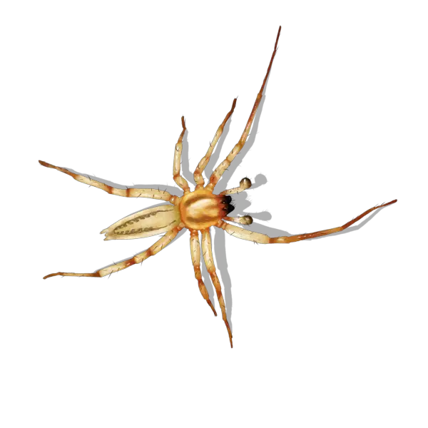 Hibana - Ghost Spider - USA Spiders