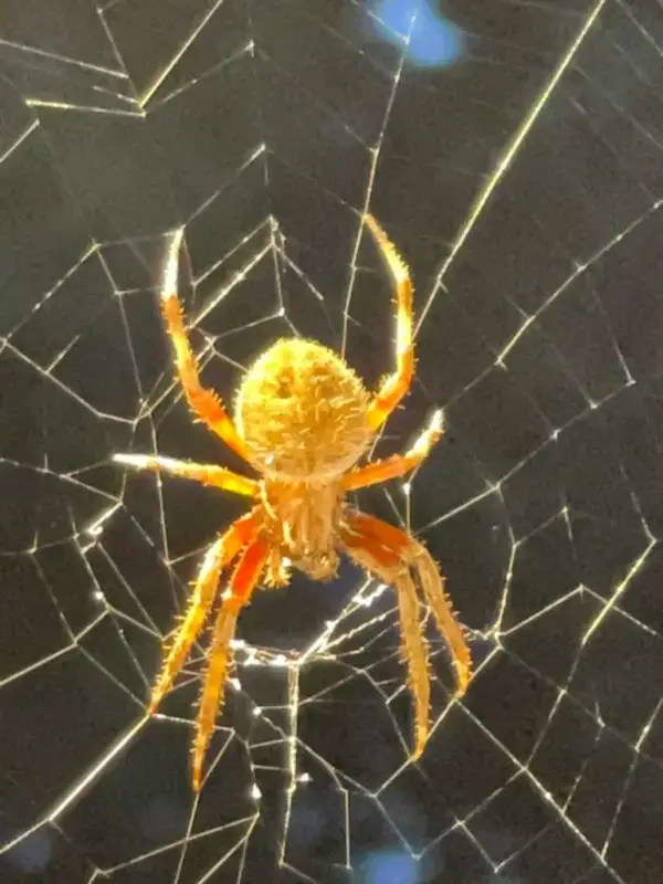 Neoscona crucifera - Spotted Orb Weaver - USA Spiders