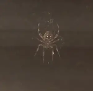 Neoscona crucifera - Spotted Orb Weaver - USA Spiders